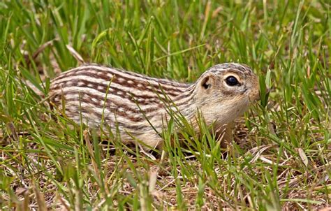 Thirteen Lined Ground Squirrel Also Known As The Striped Gopher