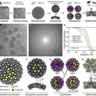 CryoET And Subtomogramaverage A Workflow Of CryoET And Subtomogram
