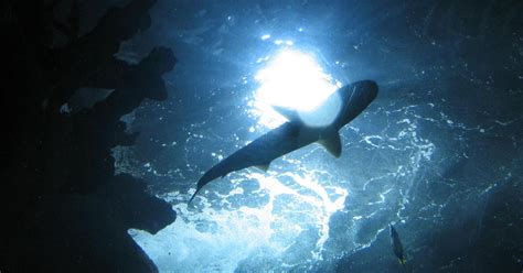 Shark Attacks Reported At Texas South Padre Island 2 People Bitten