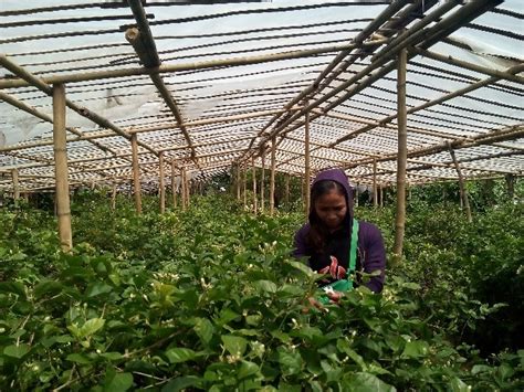 Go Agriculture