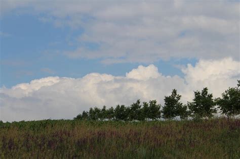 premium photo a row of trees in a field