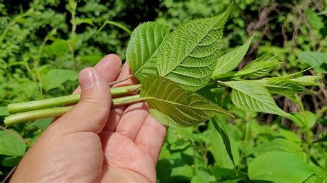 미역줄나무 고질적인 류마티스관절염에 명약~암과 백혈병 결핵을 치료하고 몸속염증을 몰아낸다 Youtube