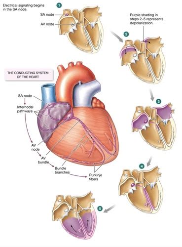 Contractility Flashcards Quizlet