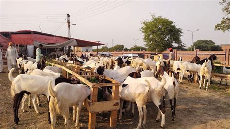 Sindhi Bakre Shahpur Kanjra Lahore Mandi Desi Chatre Qurbani