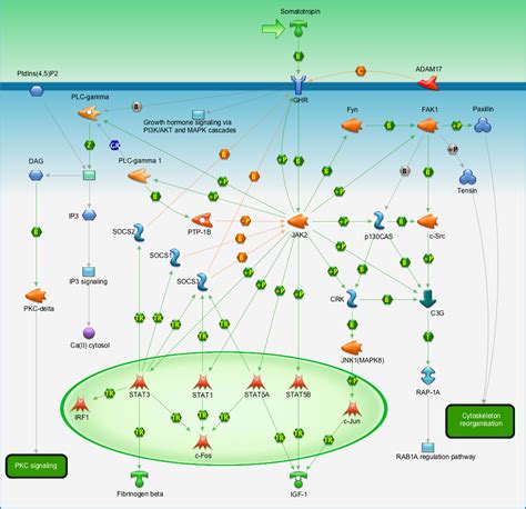 Development Growth Hormone Signaling Via Stats And Plc Ip3 Pathway