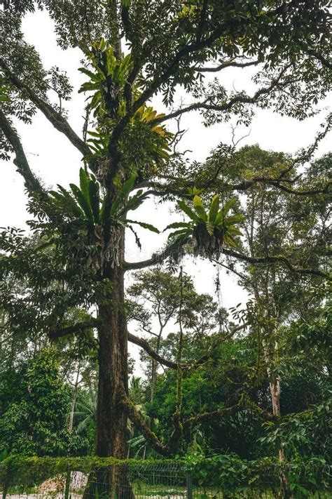 Jungle Rainforest Trees With Asplenium Nidus Or Bird Nest Fern Is An