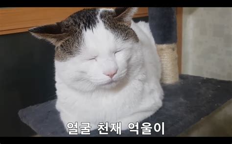 투디갤 아 ㅅㅂ 고양이 ㅈㄴ 웃기게 생겼네