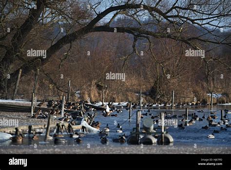 Blatna Czech Republic 26th Jan 2017 The Tenth Bird Flu Epicentre In
