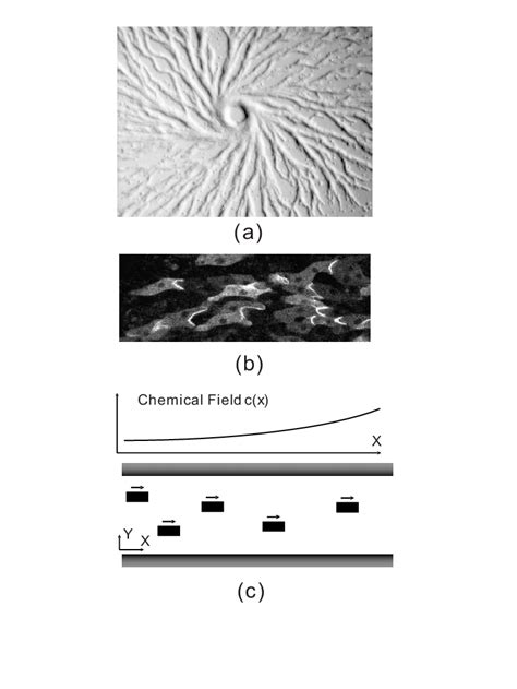 A Streaming Of Dictyostelium Discoideum Towards The Aggregation Download Scientific Diagram