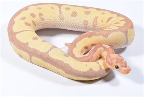 Banana Clown “female Maker” Pos Blade Ball Python By Ball Python
