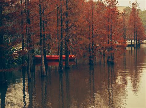 무료 이미지 나무 하늘 자연 경관 분기 목재 주황색 트렁크 호수 수경 평원 햇빛 물줄기 작은 가지 은행 경치 낙엽 Tints And