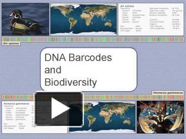 PPT DNA Barcodes PowerPoint Presentation Free To View Id 178def ZDc1Z