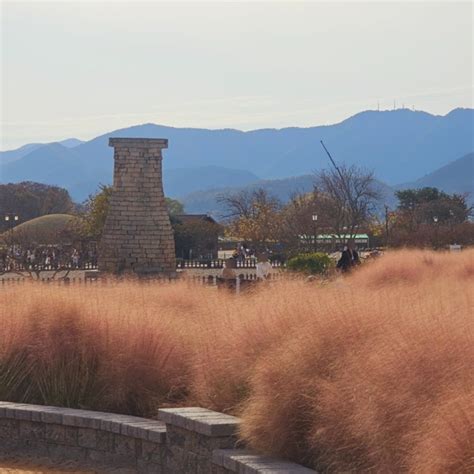 경주 가볼만한곳 첨성대 핑크뮬리 비단벌레버스 주차장 정보 네이버 블로그