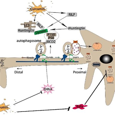The Mechanism Of Curcumin Promoting Autophagic Flux In AD First