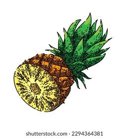 Pineapple Cut Hand Drawn Fruit Leaf Stock Vector Royalty Free