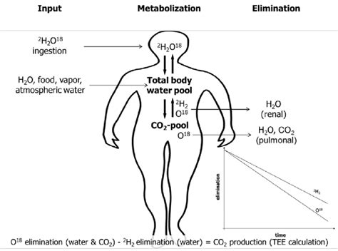 Schematic Picture Of The Doubly Labeled Water Method Download Scientific Diagram