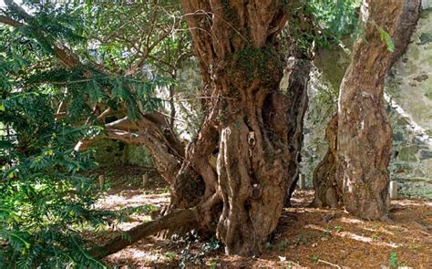 Britain S Oldest Tree Appears To Be Undergoing A Sex Change After 3 000 Years
