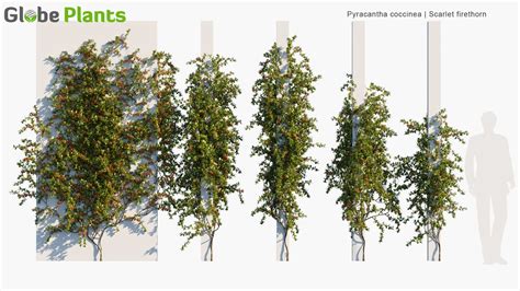 High Poly Pyracantha Coccinea Scarlet Firethorn 3d Model