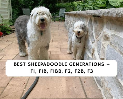 Best Sheepadoodle Generations 2024 F1 F1b F1bb F2 F2b F3 We