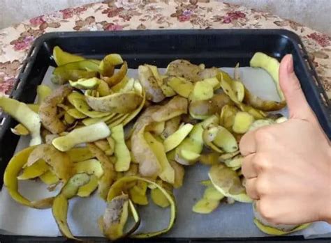 How To Make Anthurium Bloom All Year Round Organic Gardening Tricks