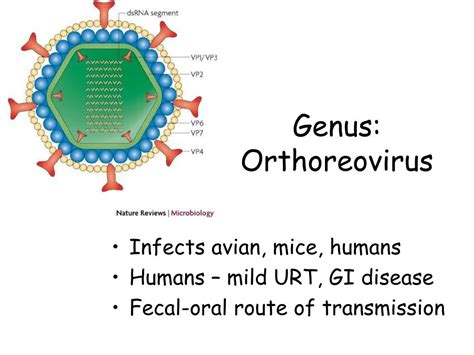Ppt Replication Of Double Stranded Rna Virus Subviral Pathogens Powerpoint Presentation Id