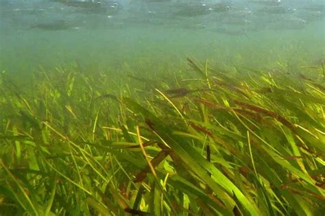 Why Are Our Sea Prairies Under Serious Threat Wales Online