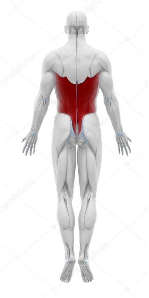 Muscles Anatomy Map Stock Photo CLIPAREA 88087608