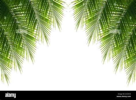 Leaves Of Coconut Tree Isolated On White Background Clipping Path