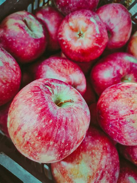 Malus Domestica 가을 가을의 수확 감자칩 건강한 건강한 식생활 계절 과수원 과일 과즙이 많은 날
