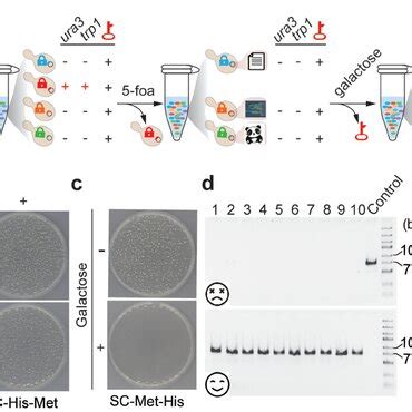 PDF Cell Disk DNA Storage System Capable Of Random Reading And Rewriting