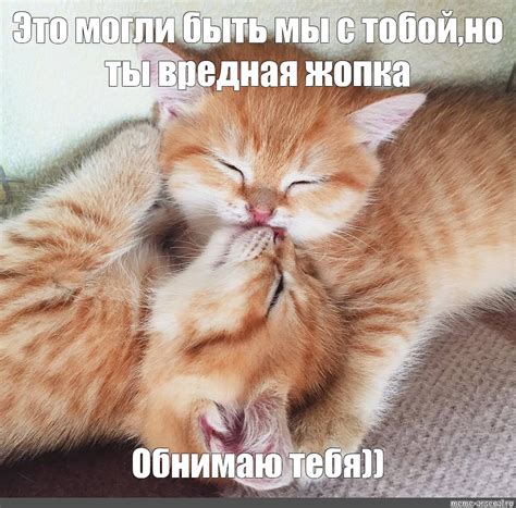 Создать мем милые котики очаровательные котята котятки обнимаются
