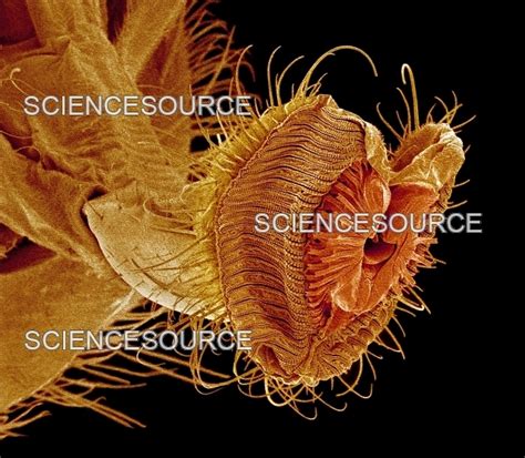 Fly Proboscis Scanning Electron Micro Stock Image Science Source