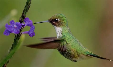 How Can Niche Partitioning Increase Biodiversity Naturefins