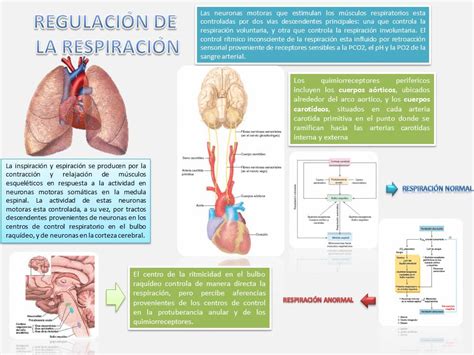 FISIOLOGÍA BÁSICA BLOG DE EVIDENCIAS OLIMPIA GAXIOLA REGULACIÓN DE LA