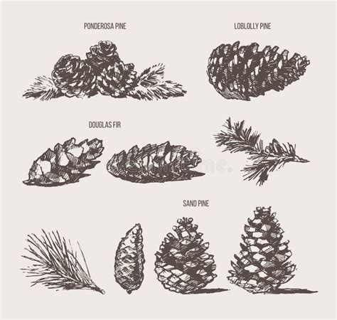 Loblolly Pine Stock Illustrations 34 Loblolly Pine Stock