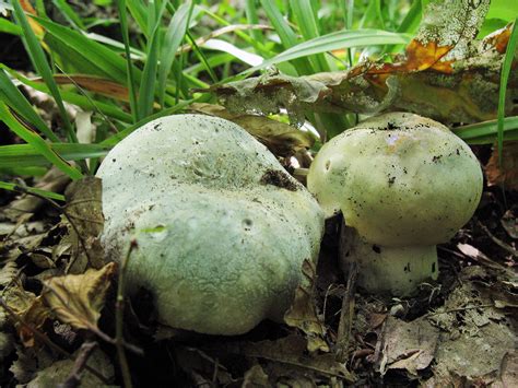 Грибы Съедобные Фото С Названиями В Ставрополе —