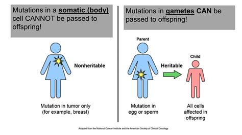 Mutations Types Of Mutation Point Missense Nonsense Pdf