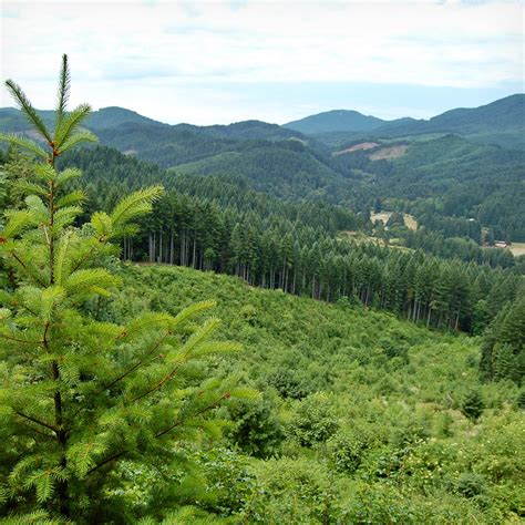 Sustainable Forest Management Washington Communities And Schools Network