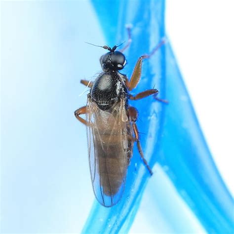 Fly Bugguide Net