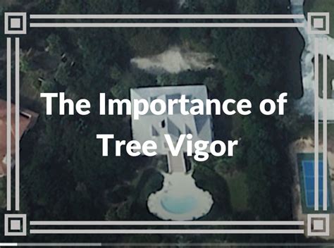 The Importance Of Tree Vigor Total Tree Care Inc
