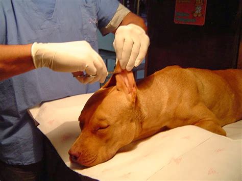 La Peligrosa Moda De Someter A Los Perros A Cirugías Estéticas Infobae
