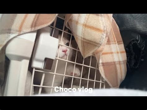 VLOG 고양이 입양 브이로그 새 가족이 생겼어요 입양 첫날 초보집사 개월아깽이 개냥이 YouTube