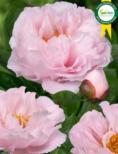 Peony Blushing Princess Very Early Green Works Specialist In Peonies