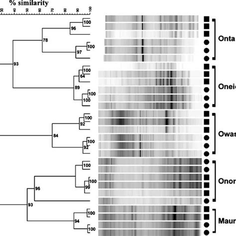 Dendrogram Analysis Of Dgge Fingerprints Of Bacterial Communities Download Scientific Diagram