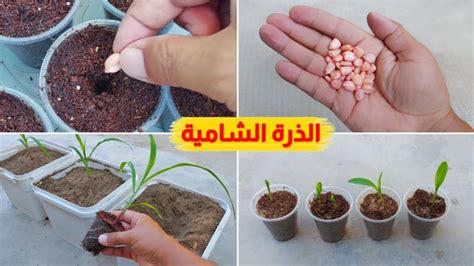 طريقة زراعة الذرة الشامية في المنزل للمبتدئين Youtube