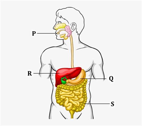 Figure Shows The Human Digestive System Class 7 Human Digestive