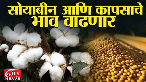 सोयाबीन आणि कापसाचे भाव वाढणार Citynewsamravati Youtube