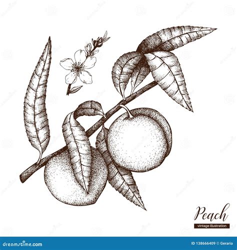 Fig Fruit Drawing Sketch Of Figs On A White Background Vector