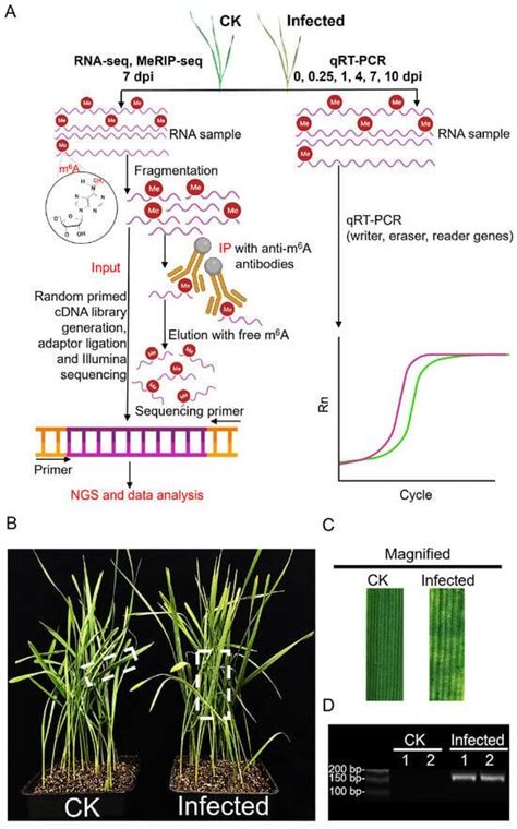 Elif Naz Cerav On Linkedin Transcriptome Wide N6 Methyladenosine M6a