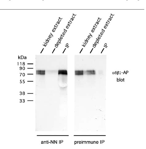 Nephronectin Is The Proteins Of 70 90 Kd Recognized By 81 Ap In